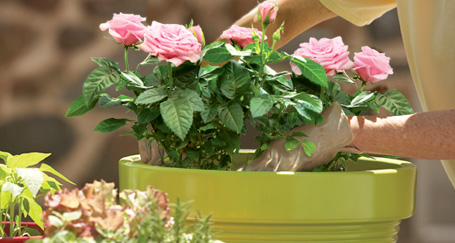 Growing Roses in Containers - Betterimprovement.com